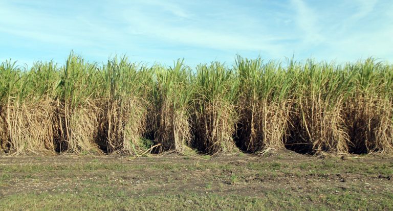Rice, Cane, And Salt